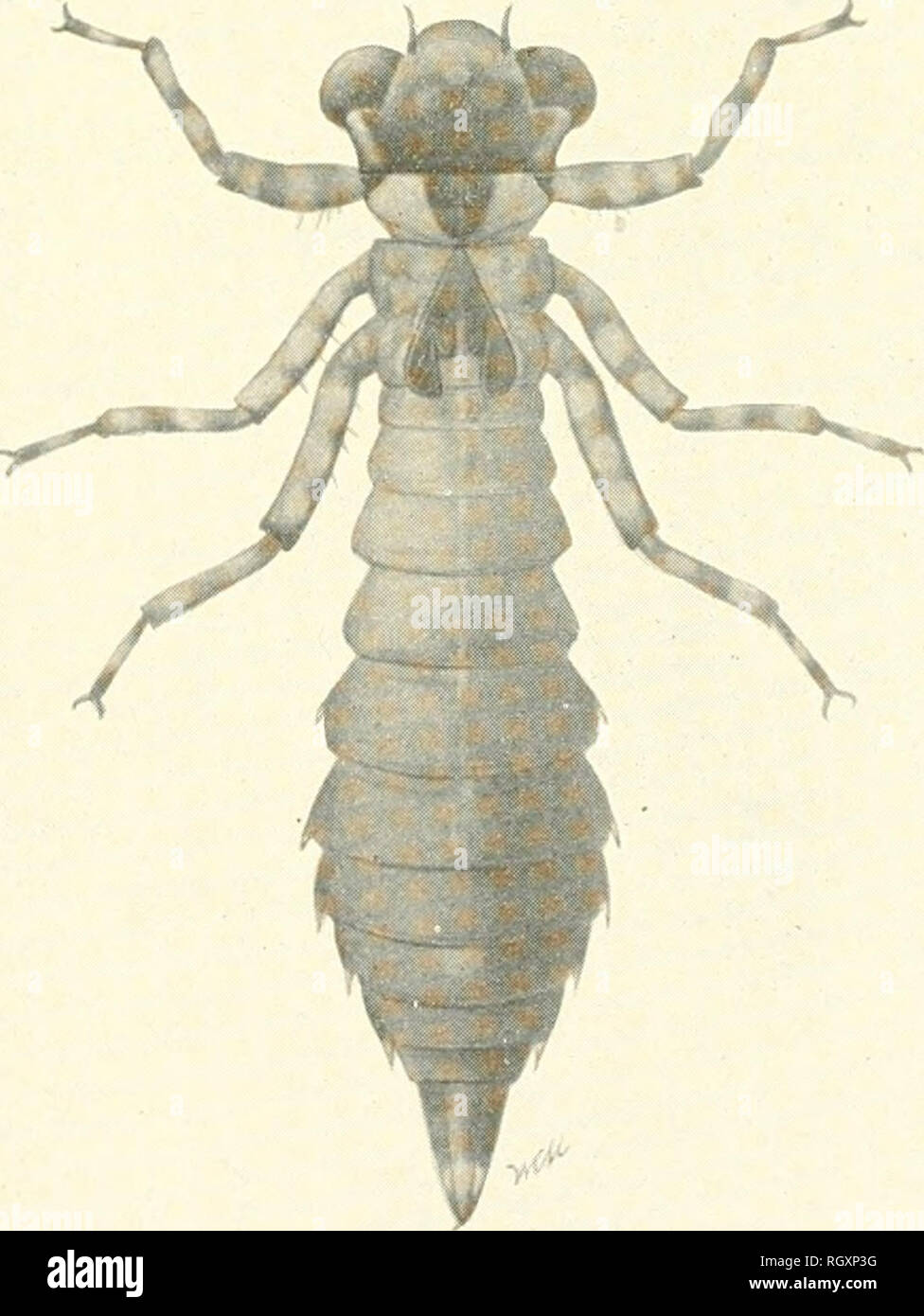 Hydropsyche sp hi-res stock photography and images - Alamy