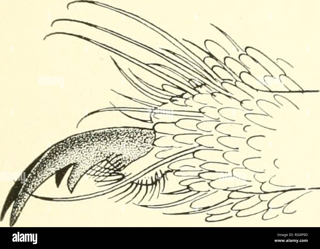 Tarsal claw hi-res stock photography and images - Alamy