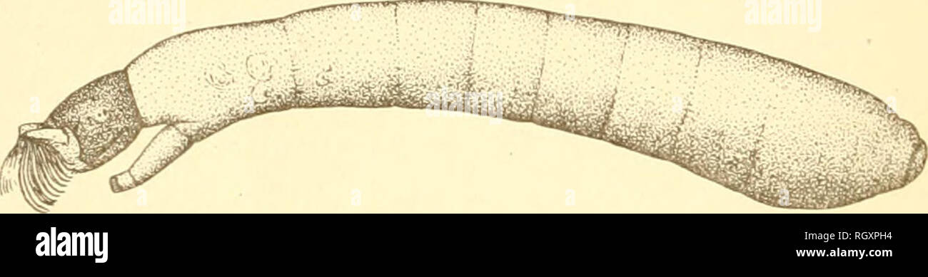 Buffalo gnat hi-res stock photography and images - Alamy