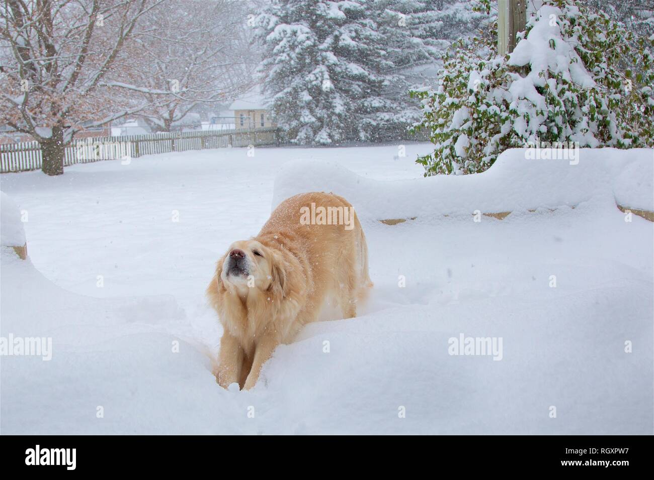 Dogs Love the Snow Stock Photo - Alamy