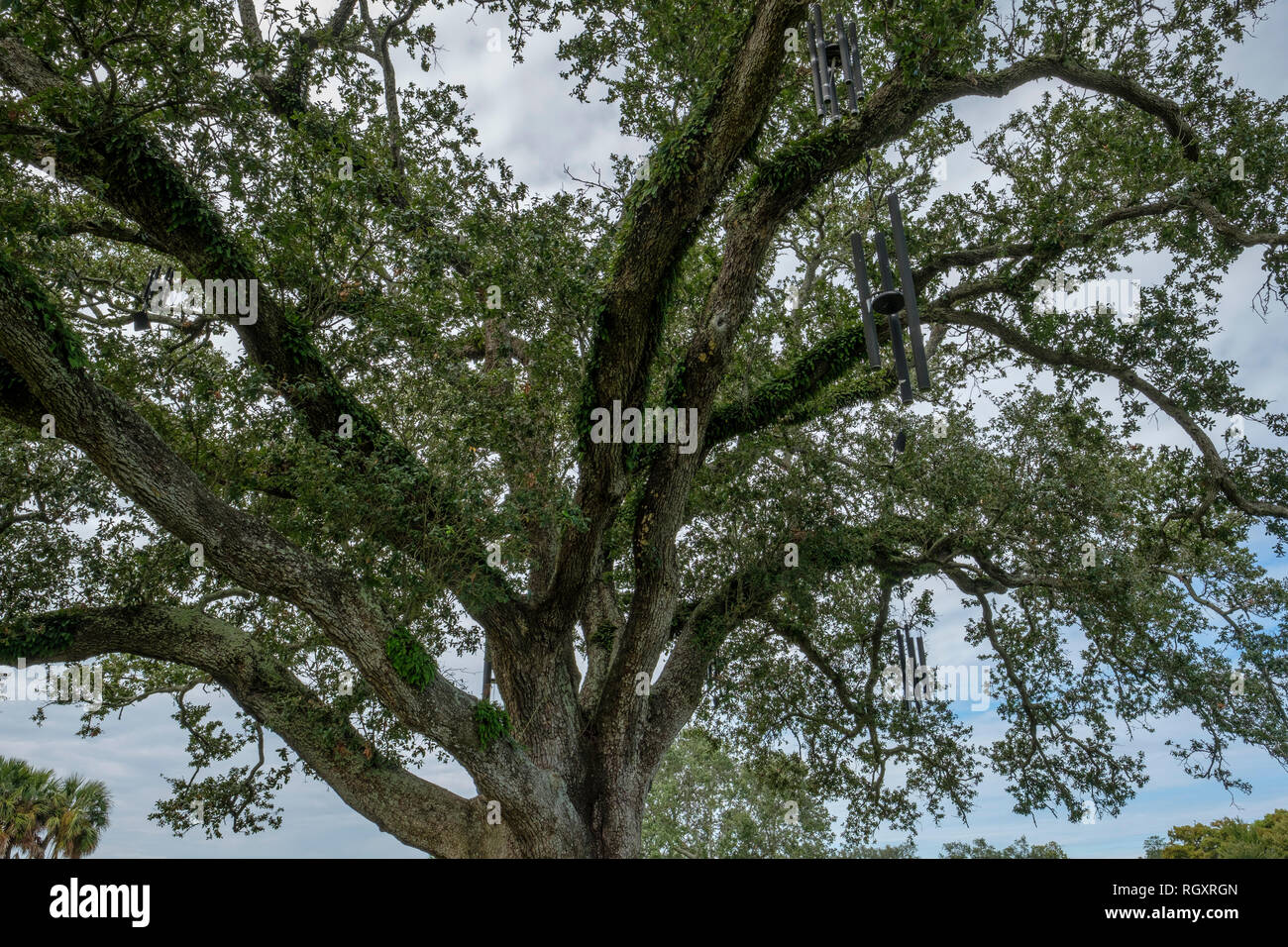 New orleans oak trees hi-res stock photography and images - Alamy