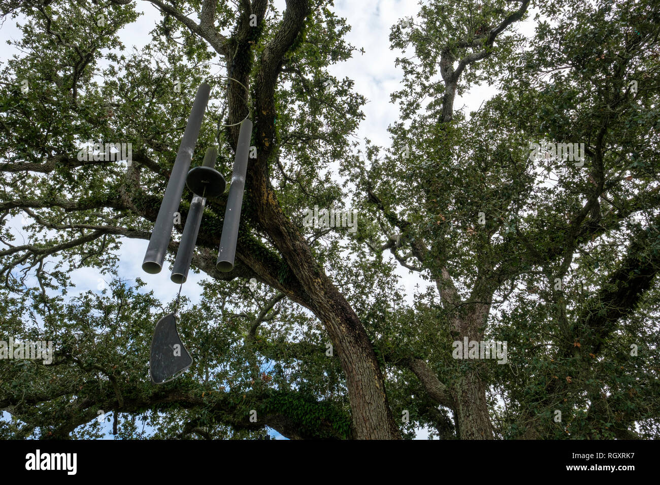 New orleans oak trees hi-res stock photography and images - Alamy