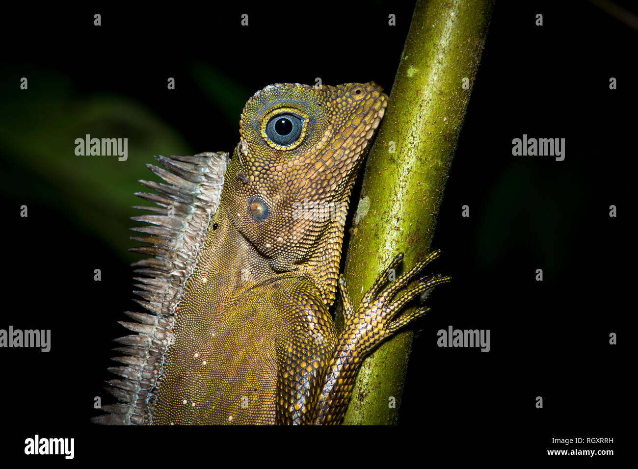 The head of a Borneo angle-head lizard on a branch at night in Danum ...