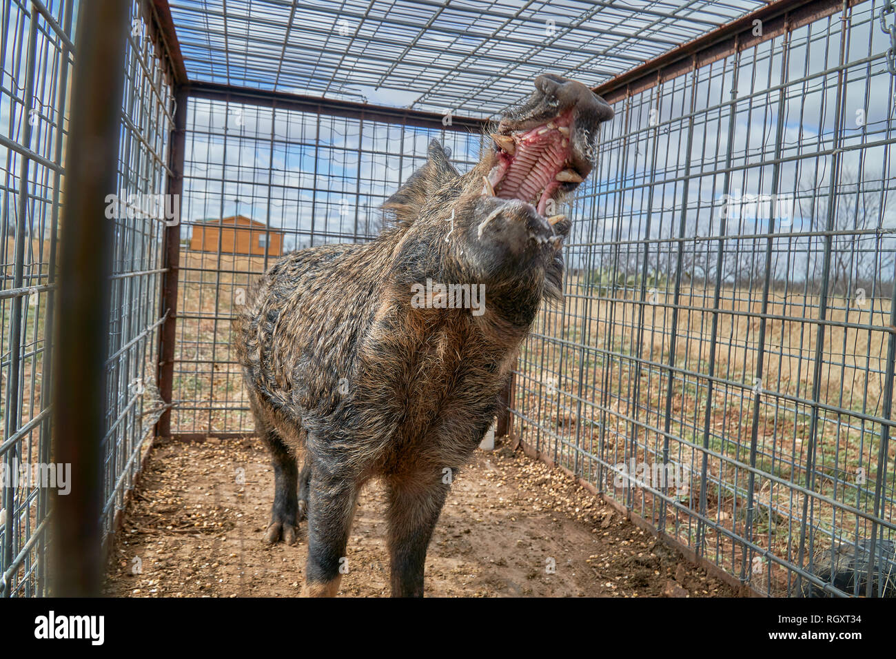 Feral hog australia hi-res stock photography and images - Alamy