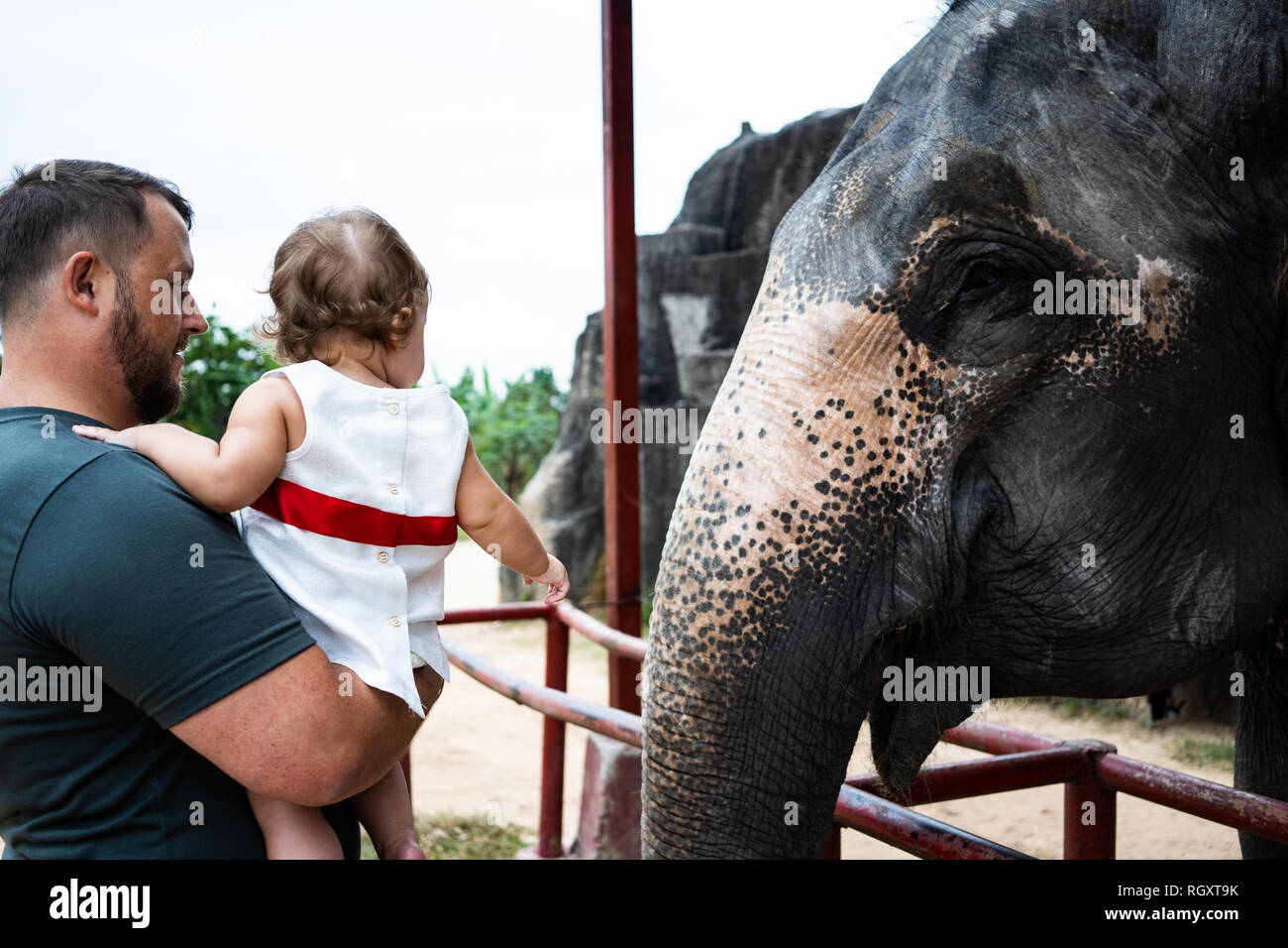 Dad and daughter watch and feed an elephant bananas.Young Father and ...
