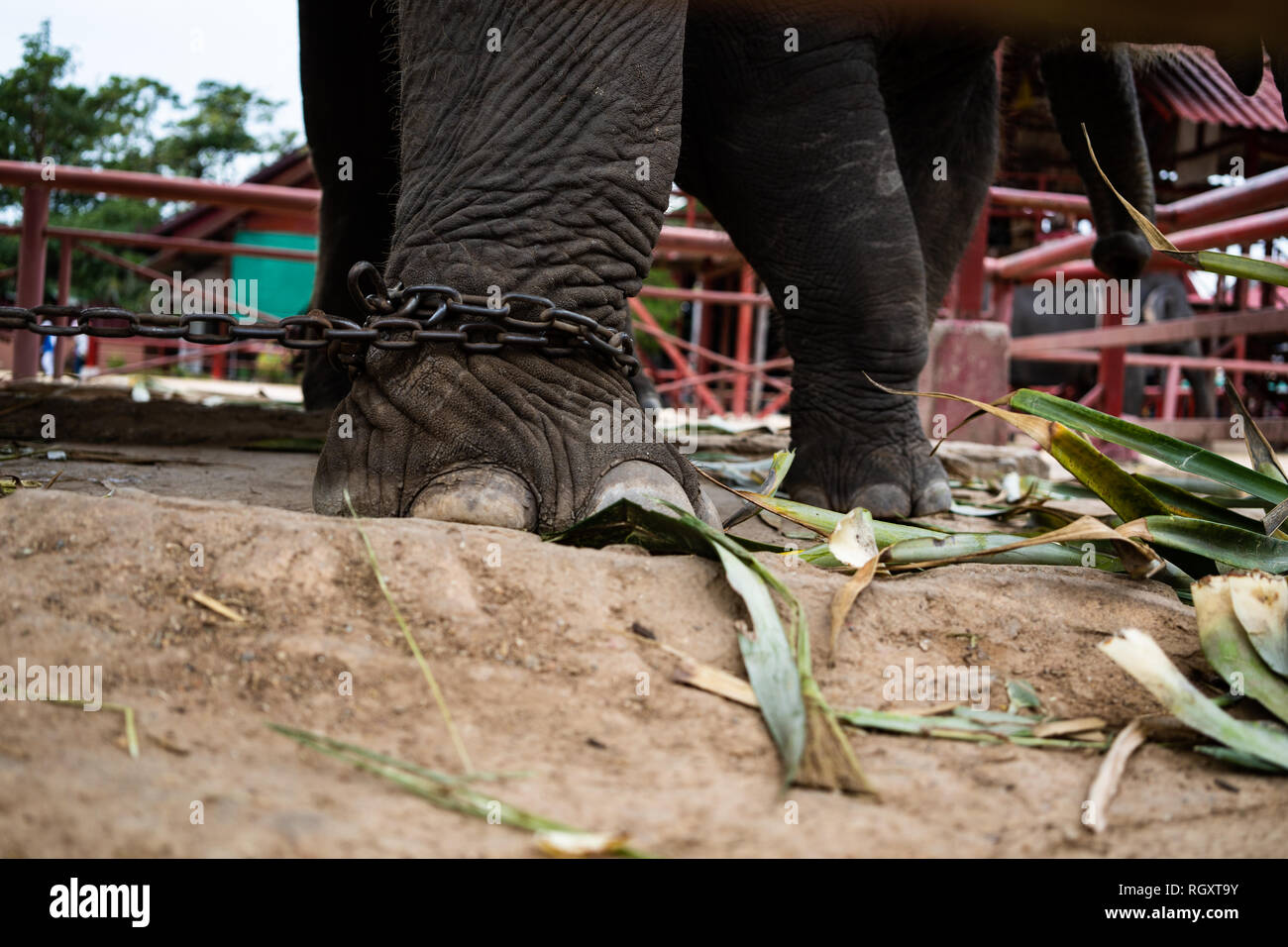 Elephant on a nature background. The legs of an elephant, wrapped with ...