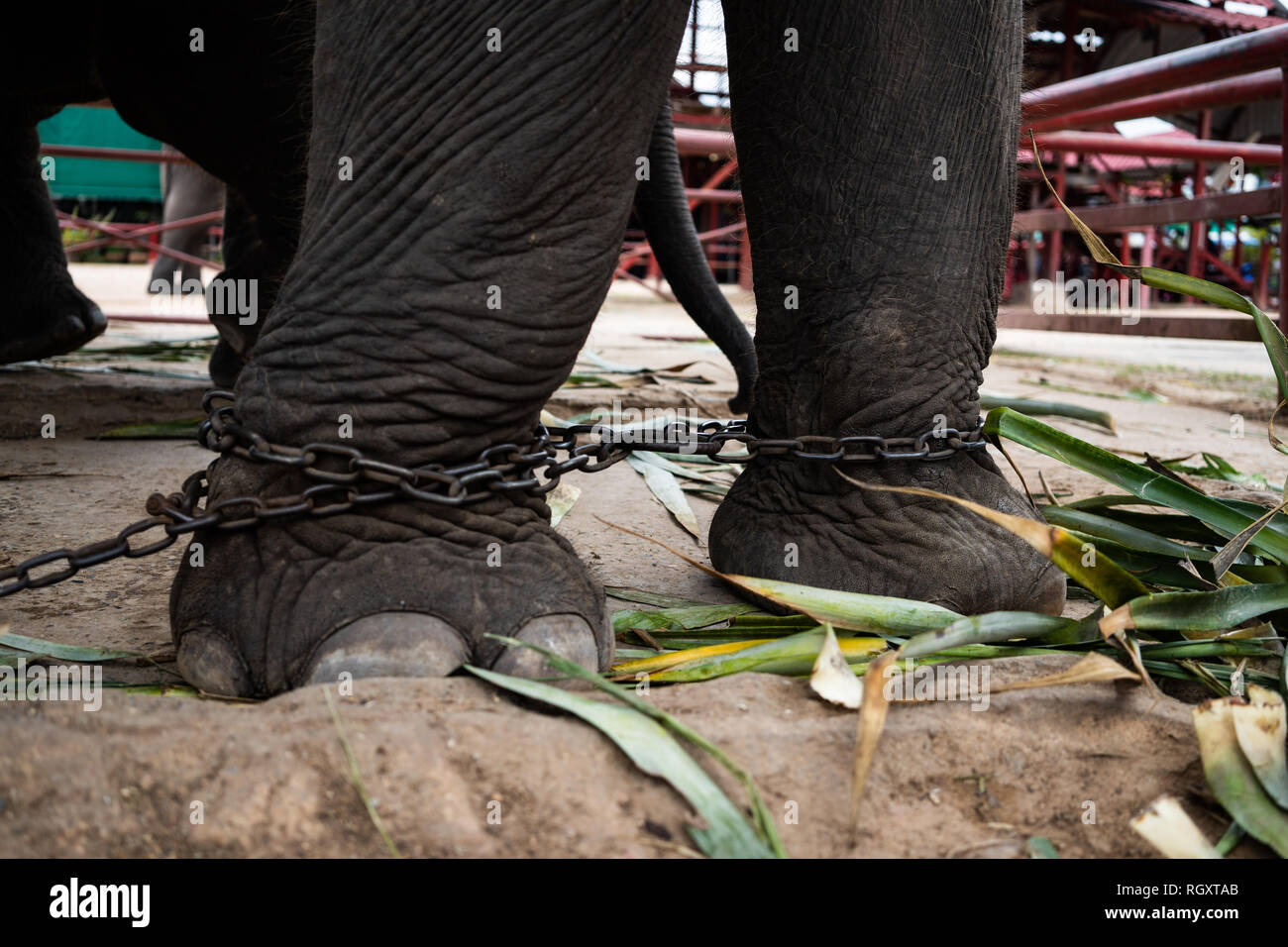 Elephant on a nature background. The legs of an elephant, wrapped with ...