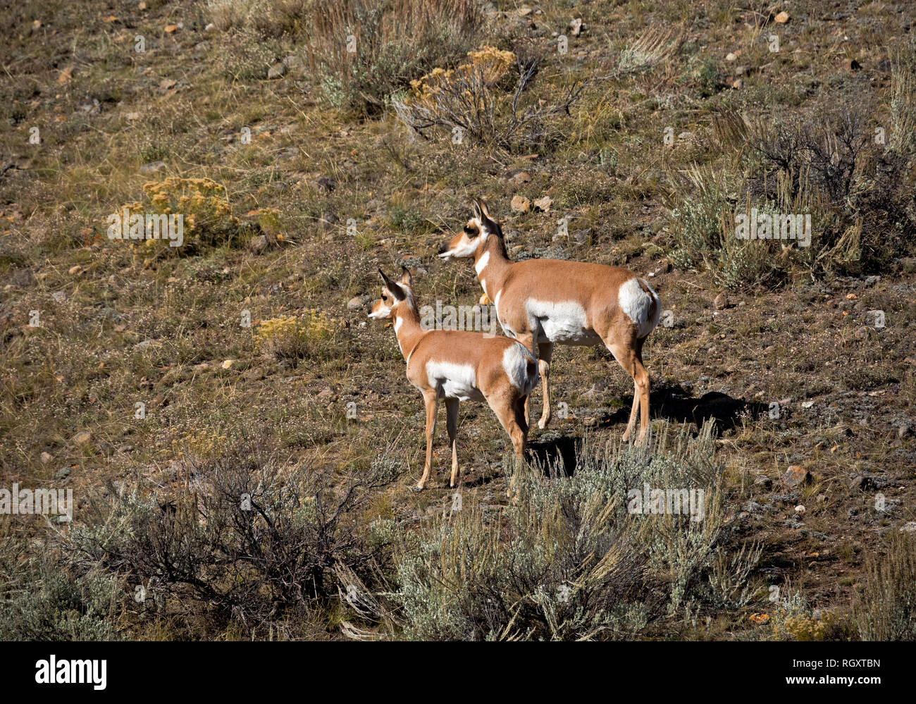 American pronghorn antelope male hi-res stock photography and images ...