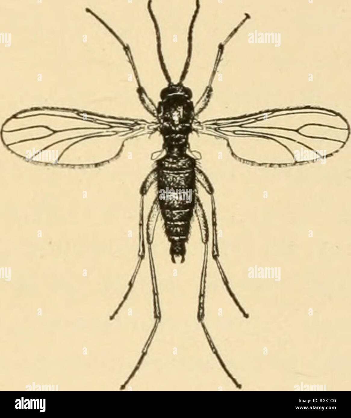 Geophilus sp hi-res stock photography and images - Alamy