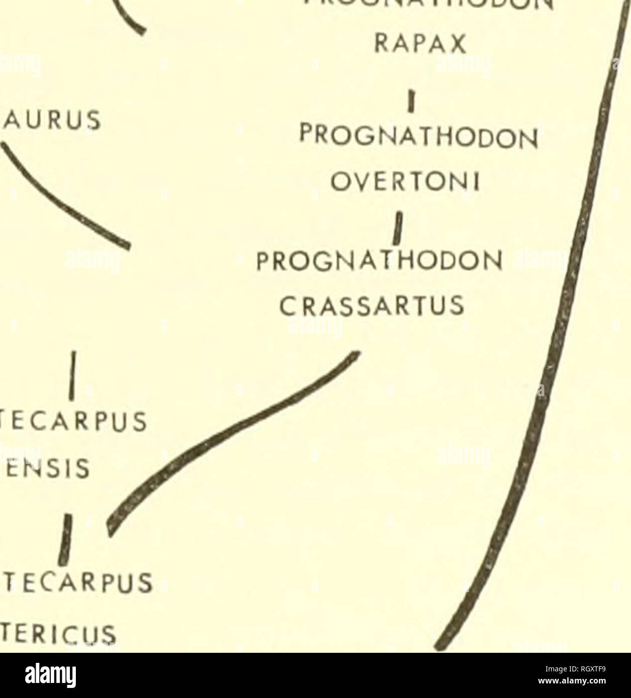 Hainosaurus hi-res stock photography and images - Alamy