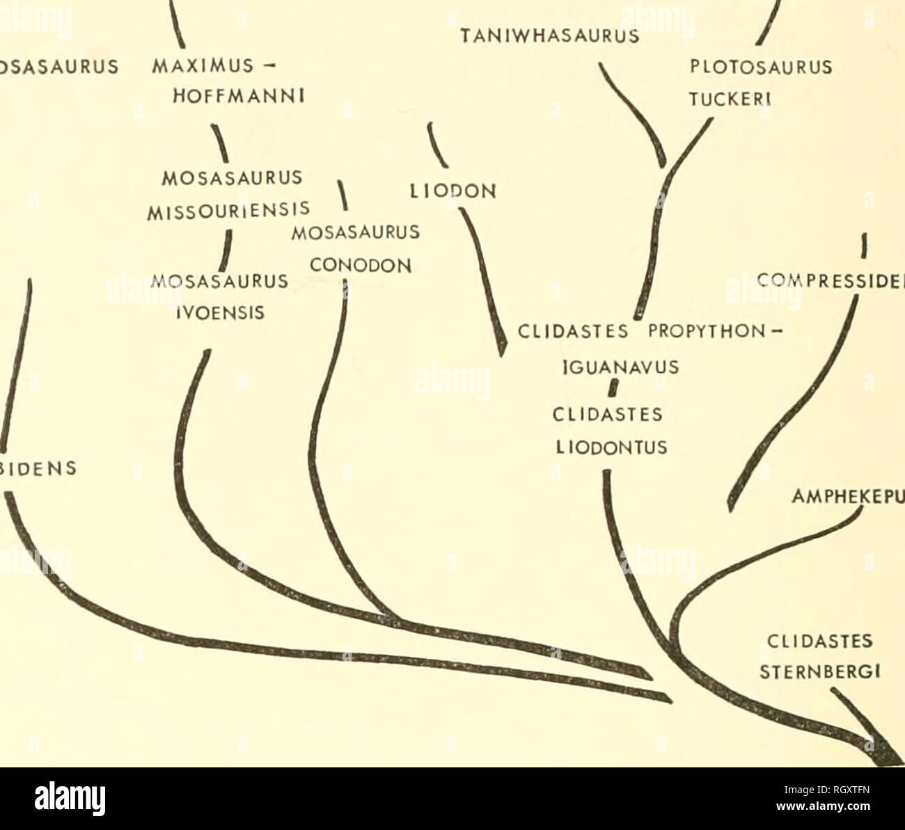 . Bulletin. Natural history. 202 PEABODY MUSEUM BULLETIN 23 PL0T05AURUS ...
