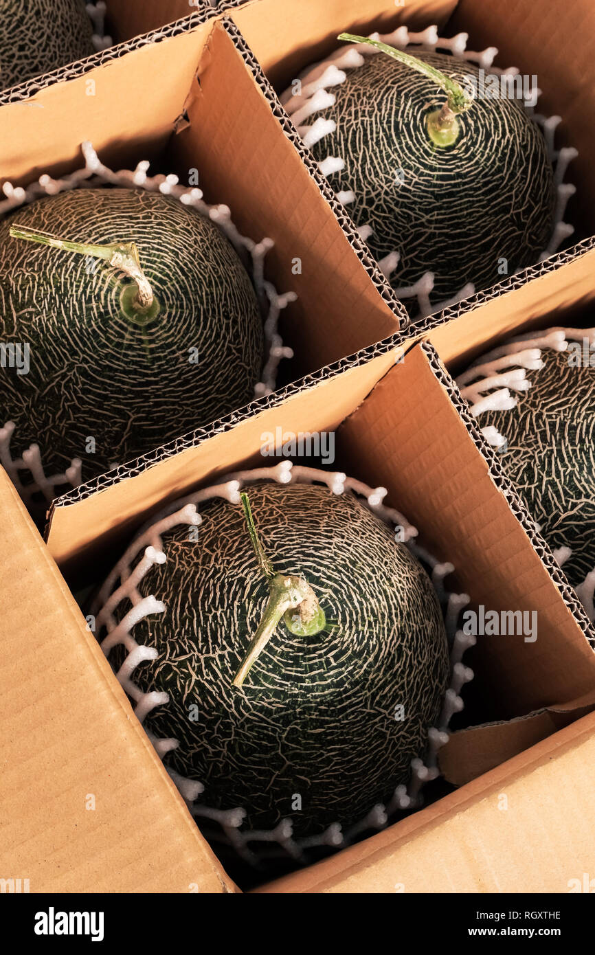 Melon in the six pack boxes The result is pretty big Stock Photo - Alamy