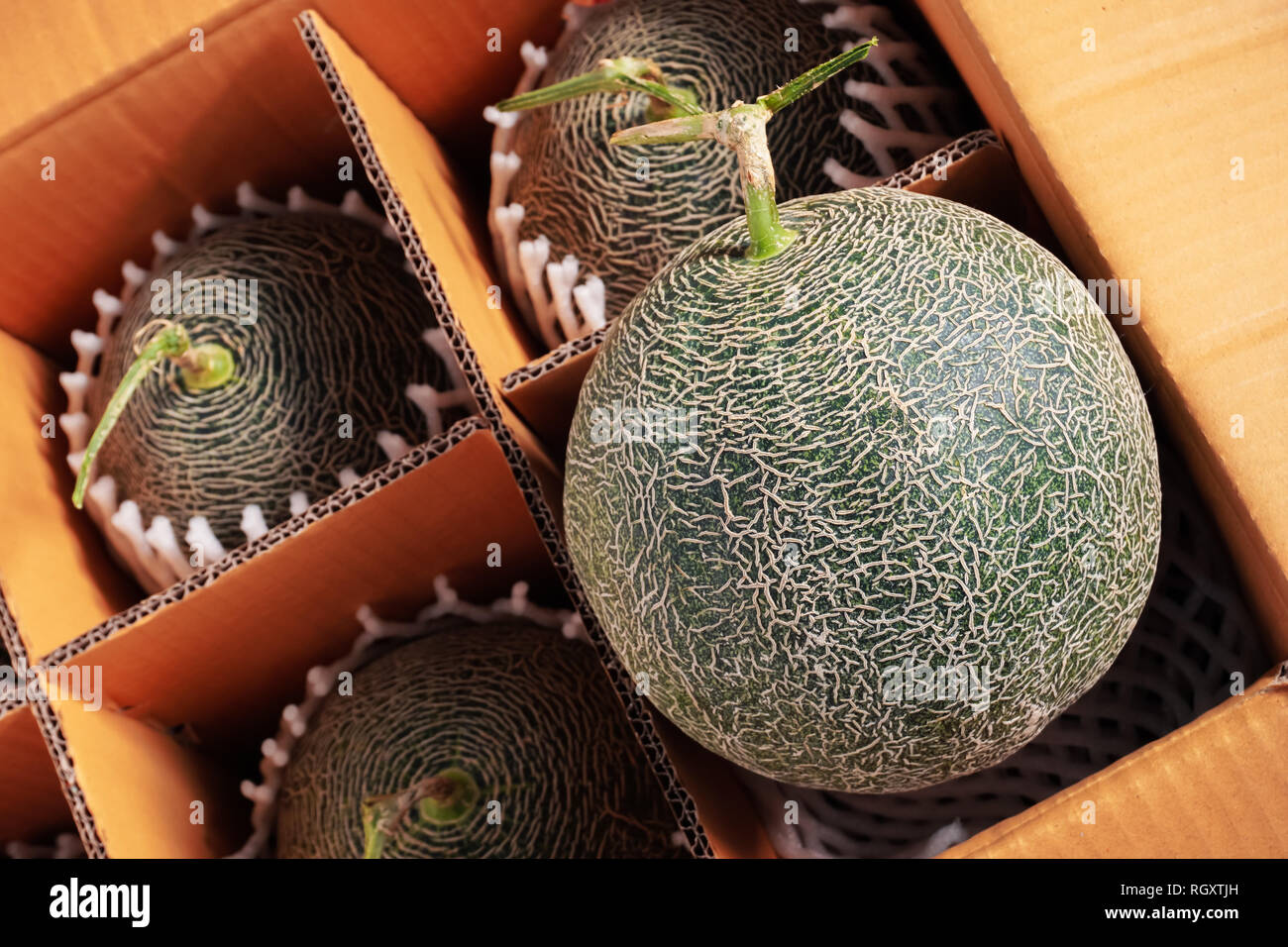 Melon in the six pack boxes The result is pretty big Stock Photo - Alamy