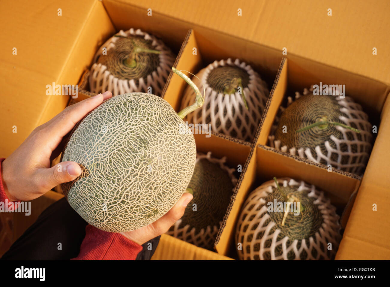 Melon in the six pack boxes The result is pretty big Stock Photo - Alamy