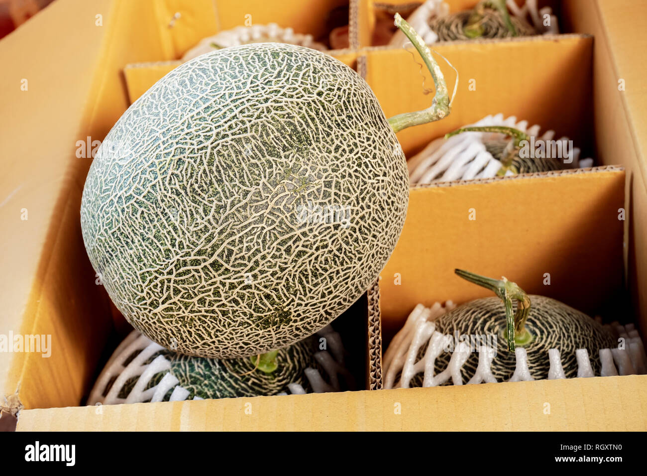Melon in the six pack boxes The result is pretty big Stock Photo - Alamy