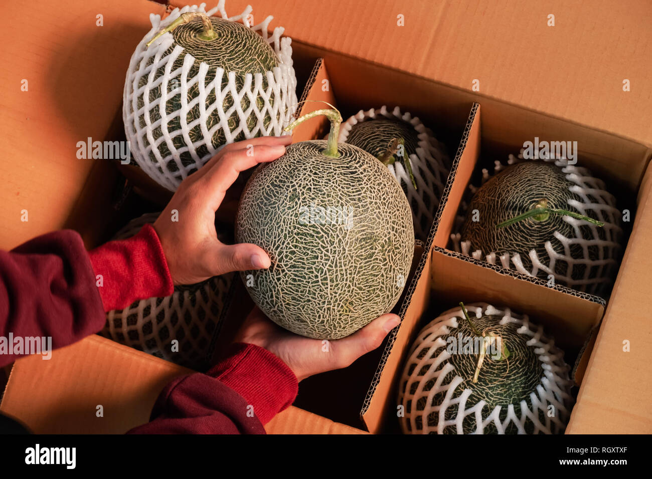 Melon in the six pack boxes The result is pretty big Stock Photo - Alamy