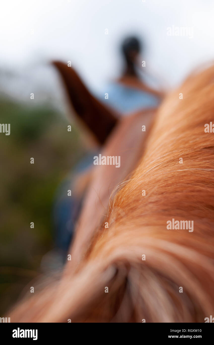 Horse rider perspective hi-res stock photography and images - Alamy