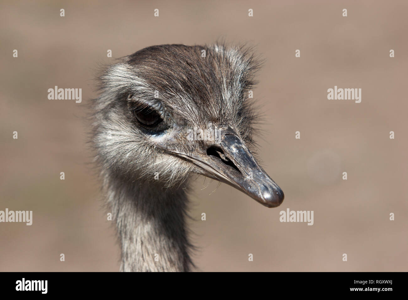 Good shots hi-res stock photography and images - Alamy