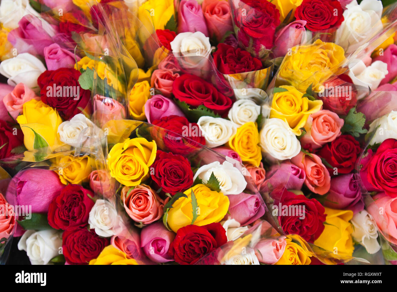 Mix of roses hi-res stock photography and images - Alamy