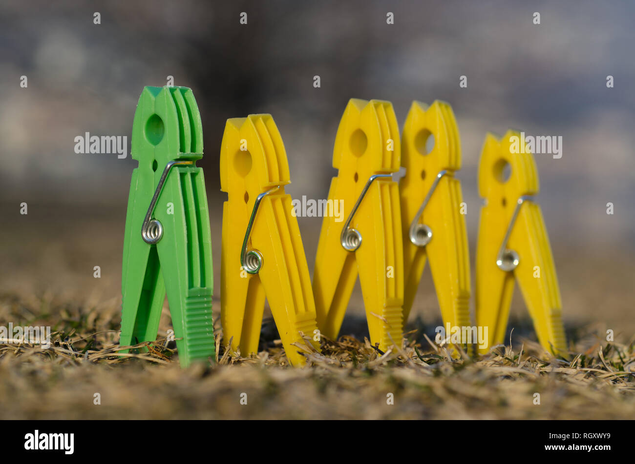 On Green and Four Yellow Clothespin Standing up Together Stock Photo ...