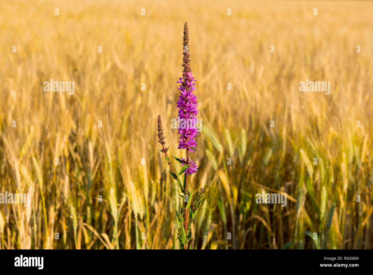 Wheat Flower Stock Photos & Wheat Flower Stock Images - Alamy