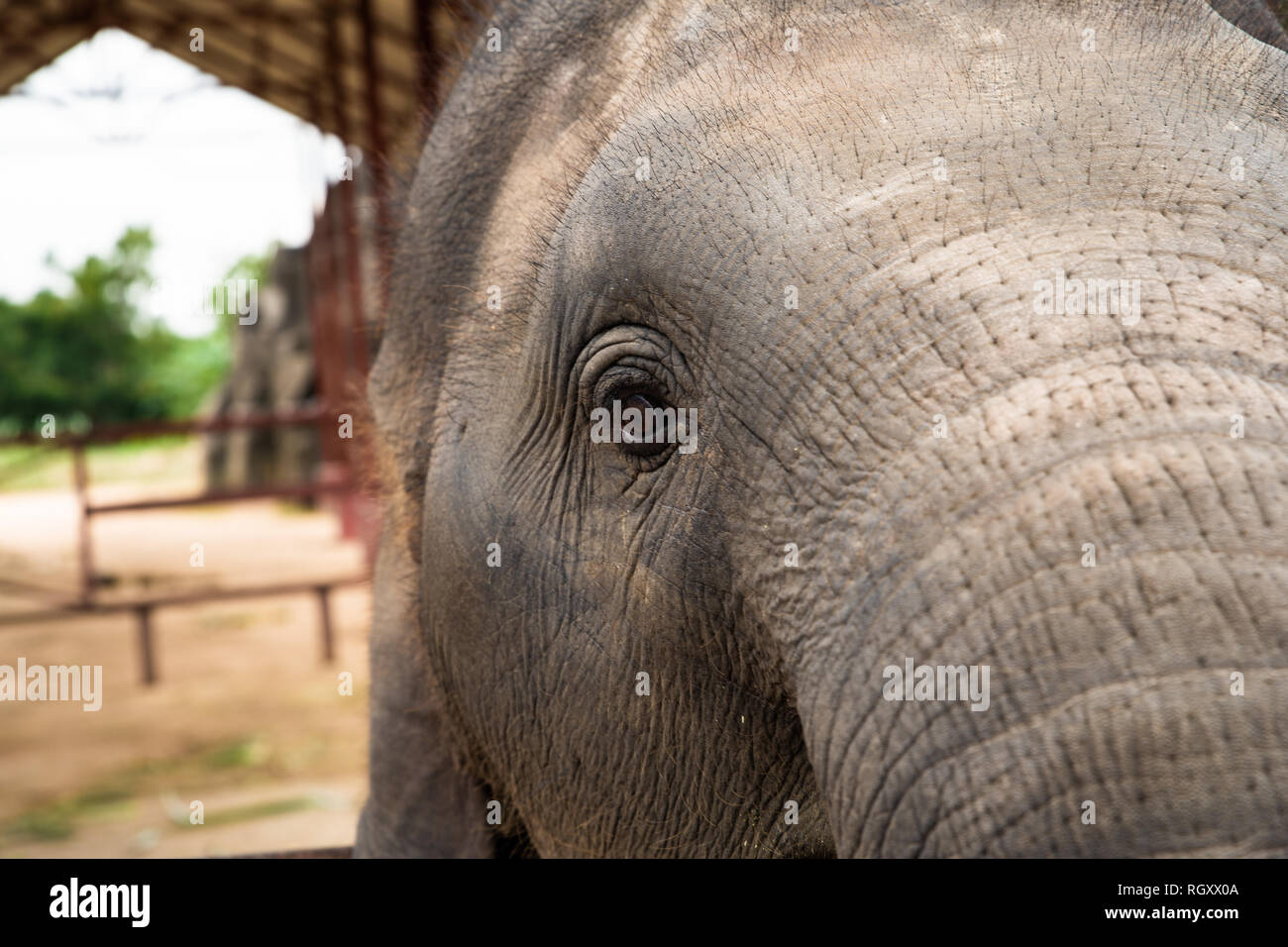 Elephant portrait. Elephant on a nature background. Elephant close up ...