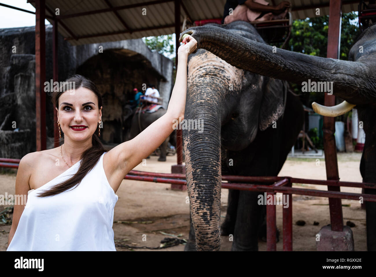 Happy girl watching and feeding elephants in zoo. Young woman feeds an ...