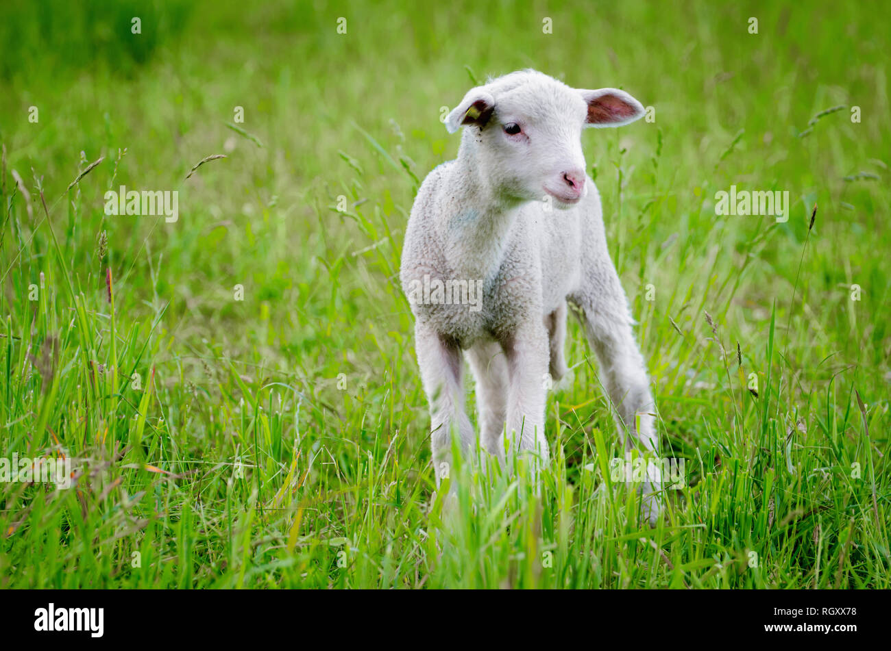 Lamb colors hi-res stock photography and images - Alamy