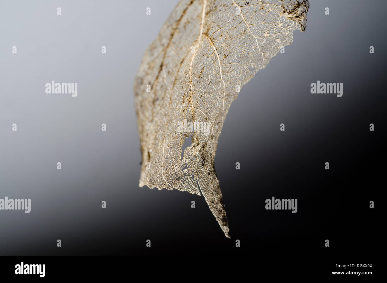 Fine details hi-res stock photography and images - Alamy