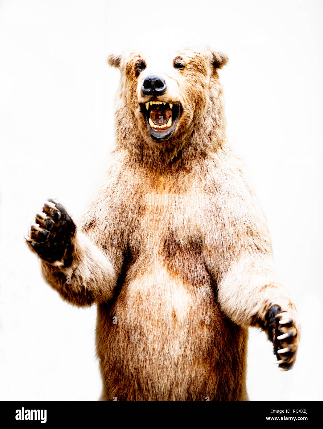 Grizzly Bear on White Background Stock Photo - Alamy