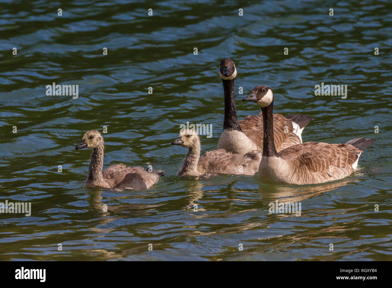 Beautiful prairies hi-res stock photography and images - Alamy