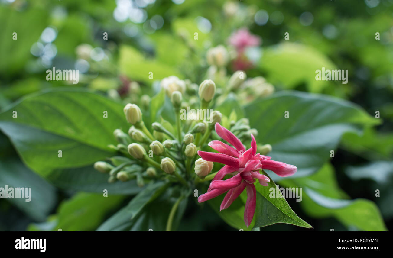 Red jasmine hi-res stock photography and images - Alamy
