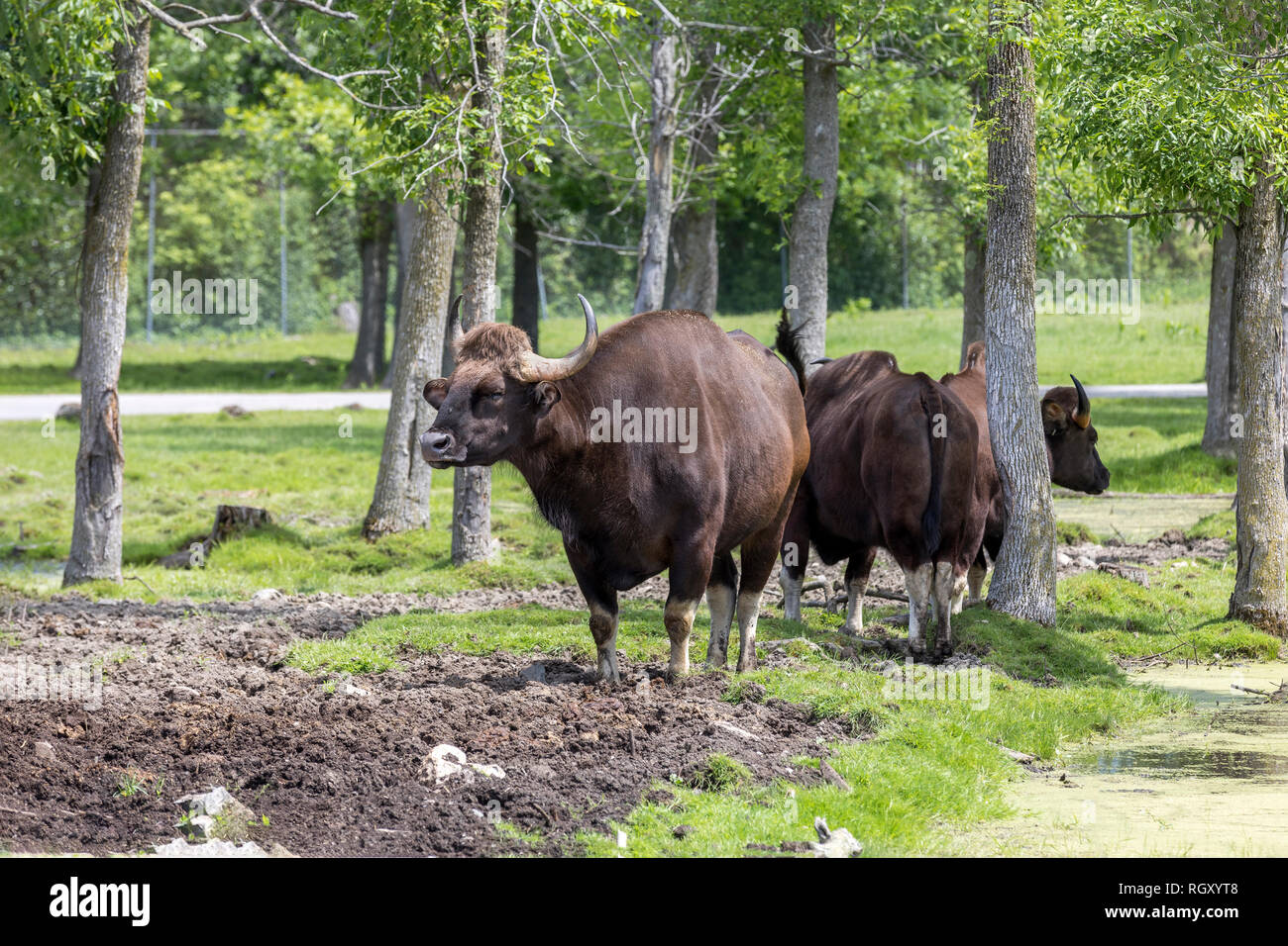 Gaur horns big gaurs hi-res stock photography and images - Alamy