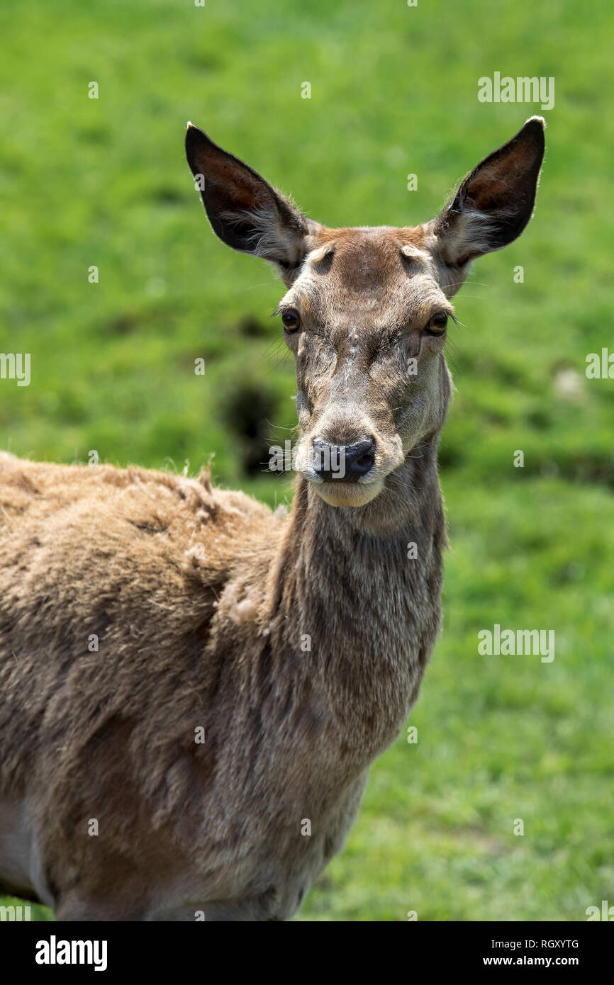 Red deer zoo hi-res stock photography and images - Alamy