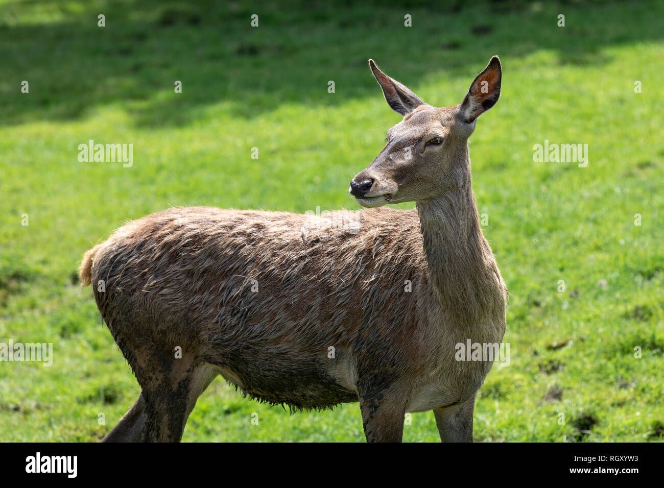 Deer profile hi-res stock photography and images - Alamy