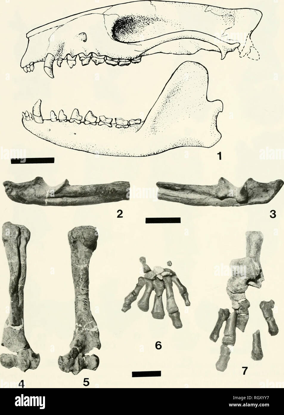. Bulletin. Natural history; Natuurlijke historie. MAMMALIAN ORDER ...