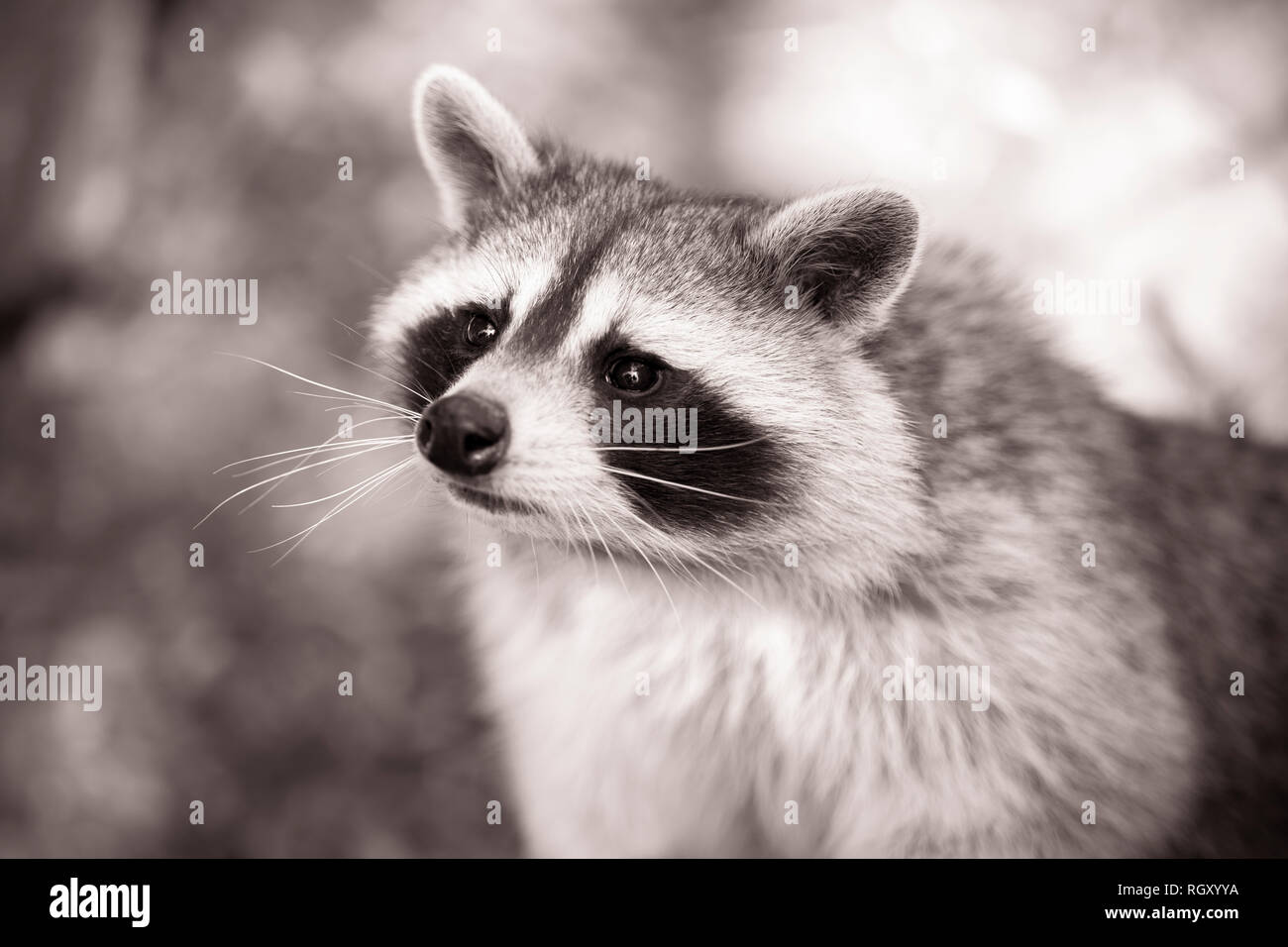 Portrait of the North American Racoon with sad eyes Stock Photo - Alamy