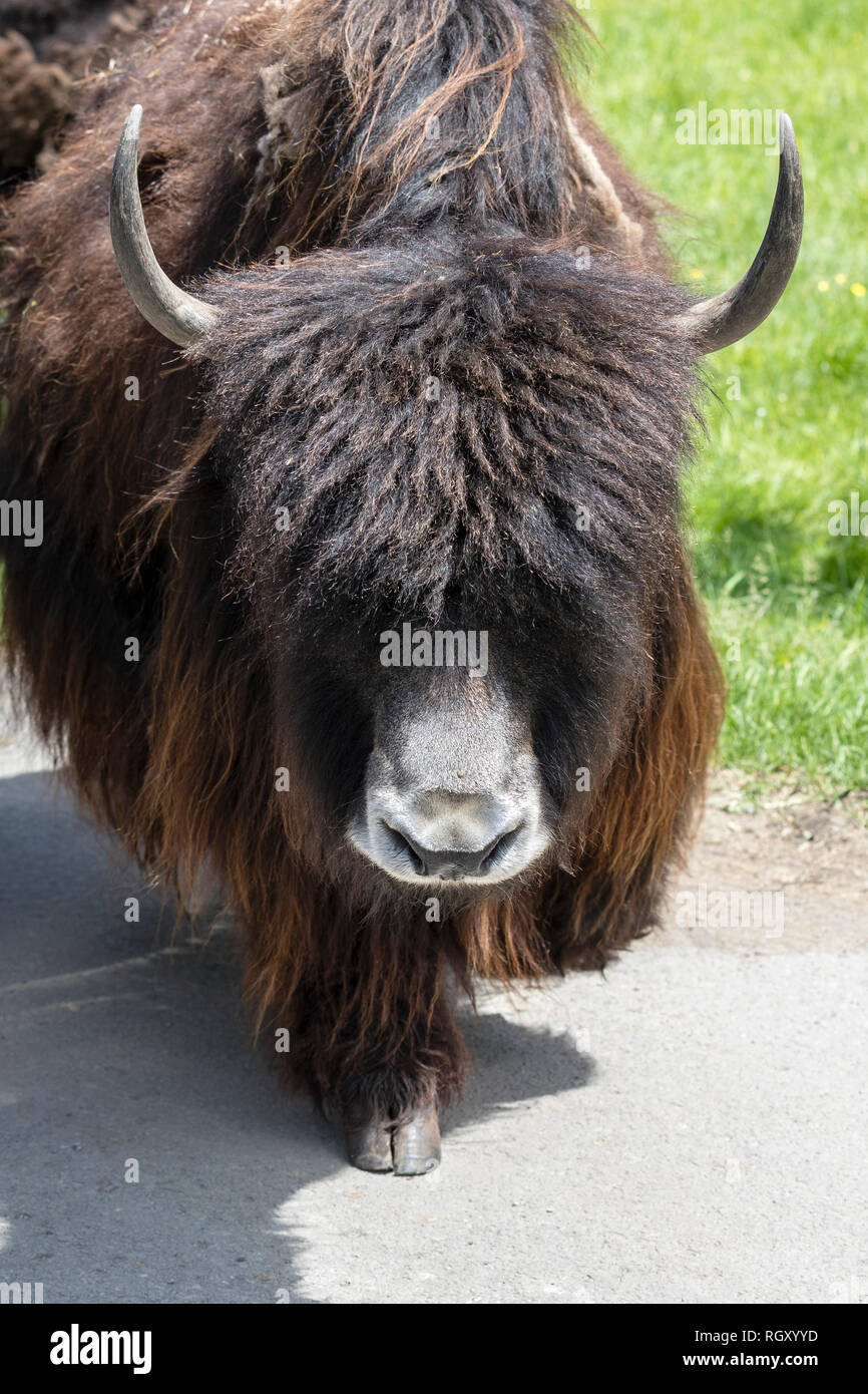 Yak portrait hi-res stock photography and images - Alamy