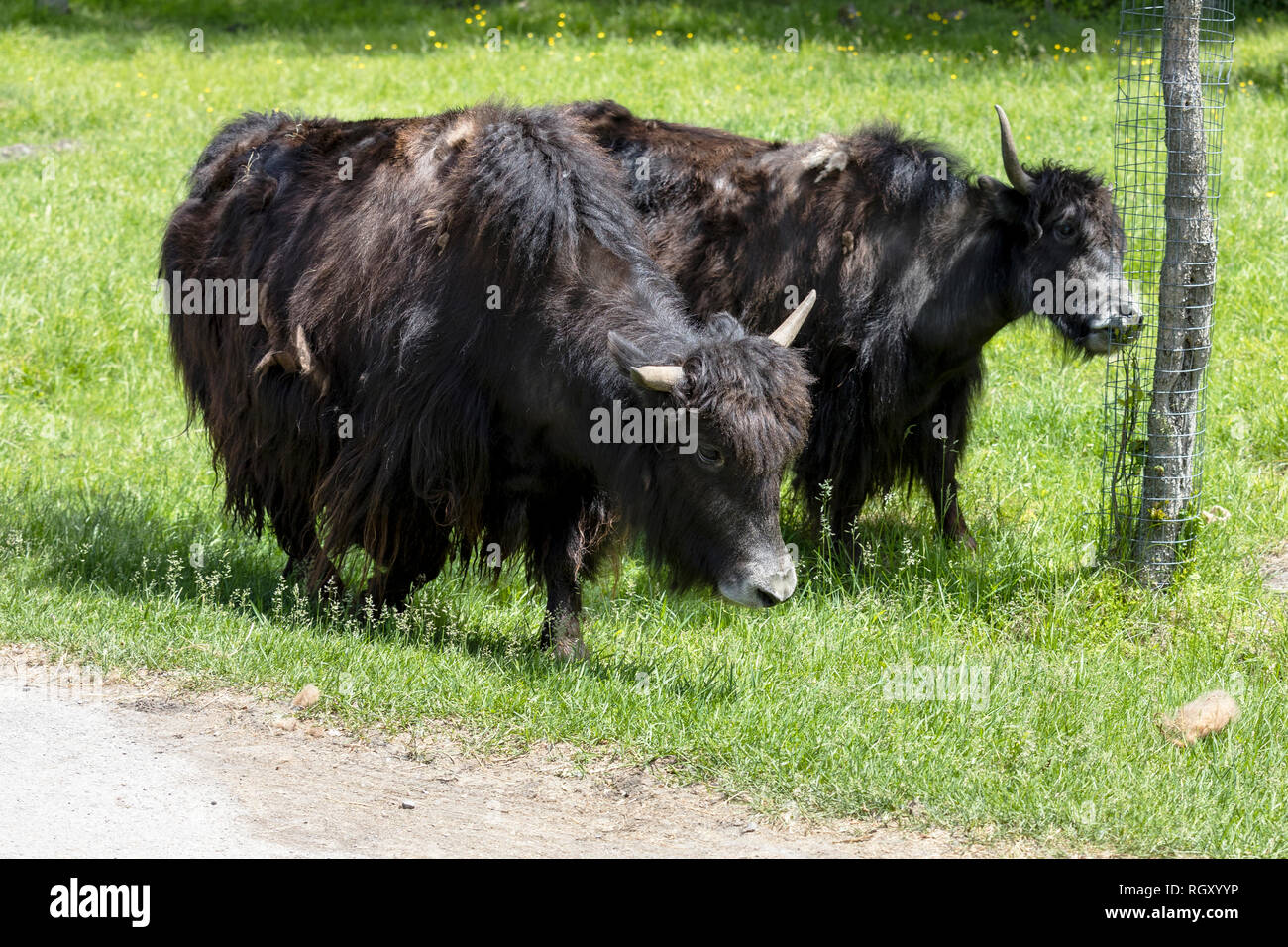 Domestic yaks hi-res stock photography and images - Alamy