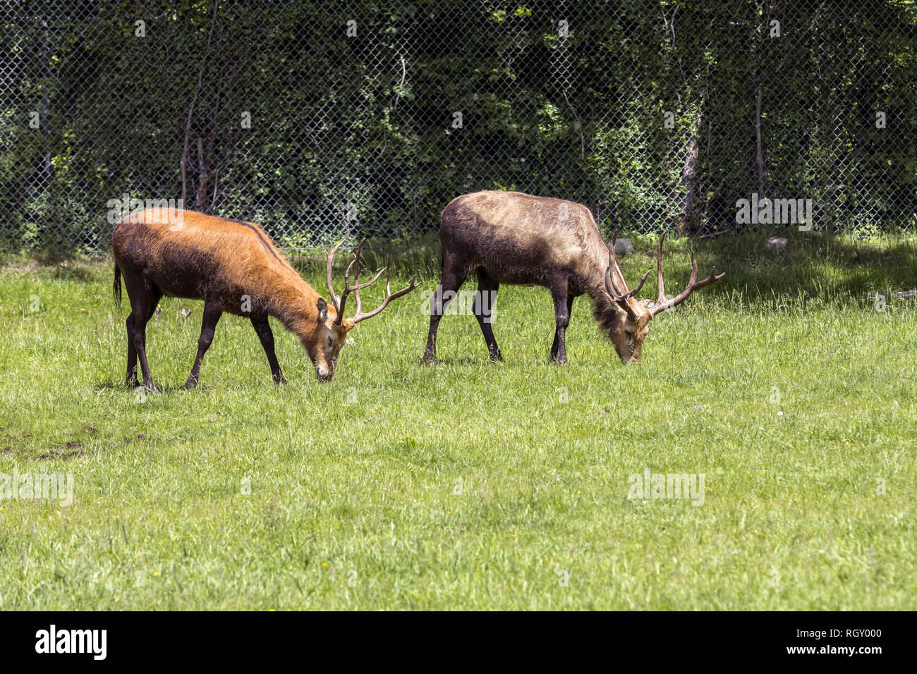 The Père David's deer (Elaphurus davidianus), also known as the milu ...