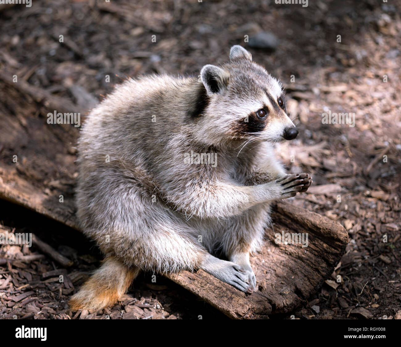 American Racoon begging for food at the zoo Stock Photo - Alamy