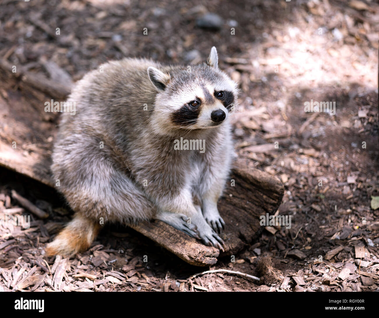 Portrait of a American Racoon sitting on a tree bark at the zoo Stock ...