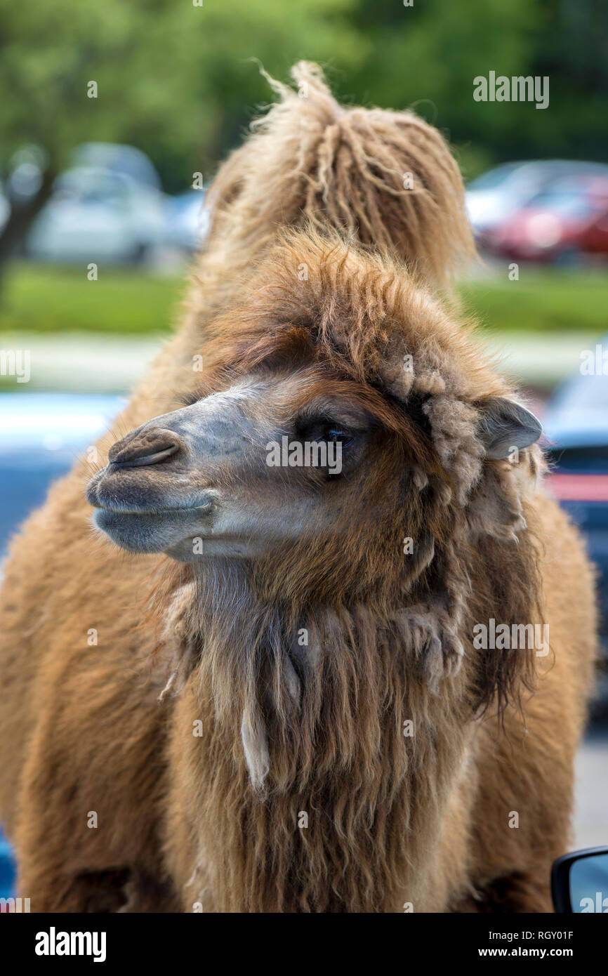Profile Of Camel High Resolution Stock Photography and Images - Alamy