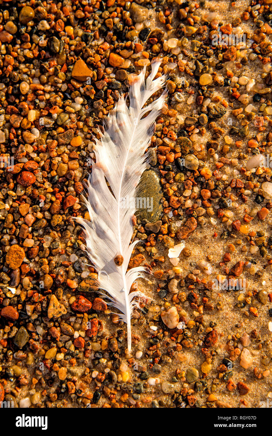 feather on a beach on pebbles Stock Photo - Alamy