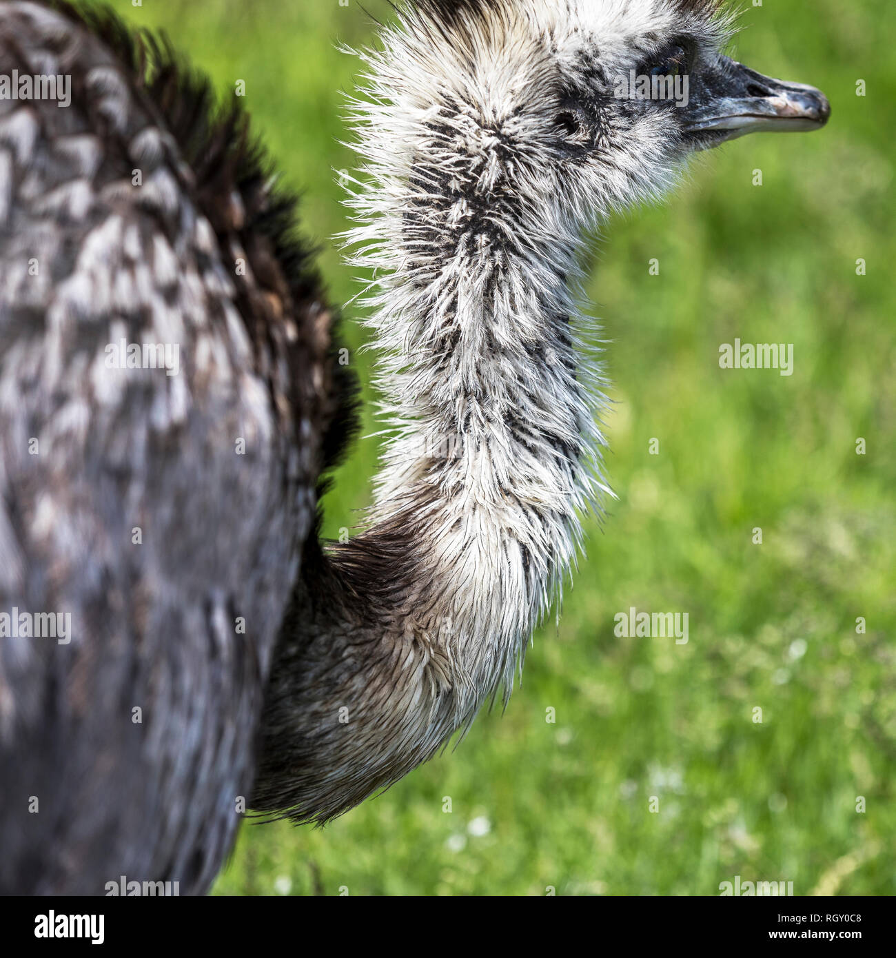 Close-up profile portrait of an Emu Bird on a green background at the ...