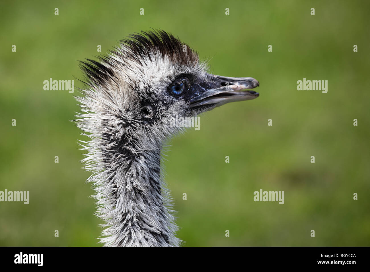 Close-up profile portrait of an Emu Bird on a green background at the ...