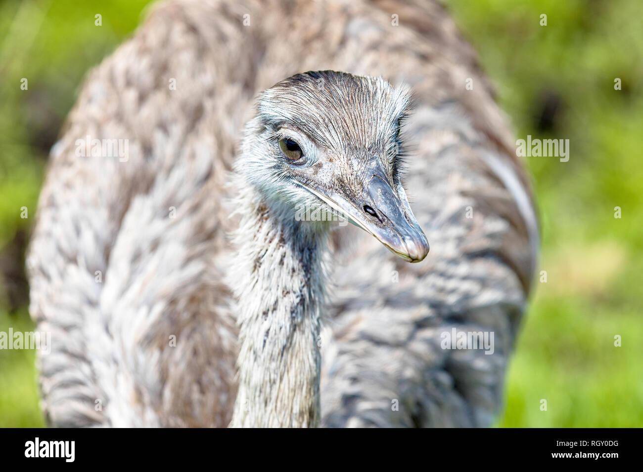 Close-up portrait of a Rhea Bird on a green background at the zoo Stock ...
