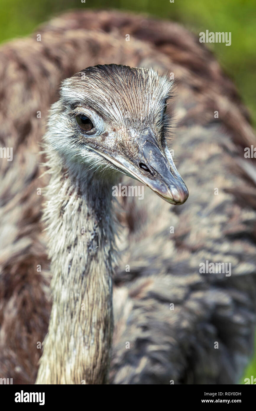 Close-up portrait of a Rhea Bird on a green background at the zoo Stock ...