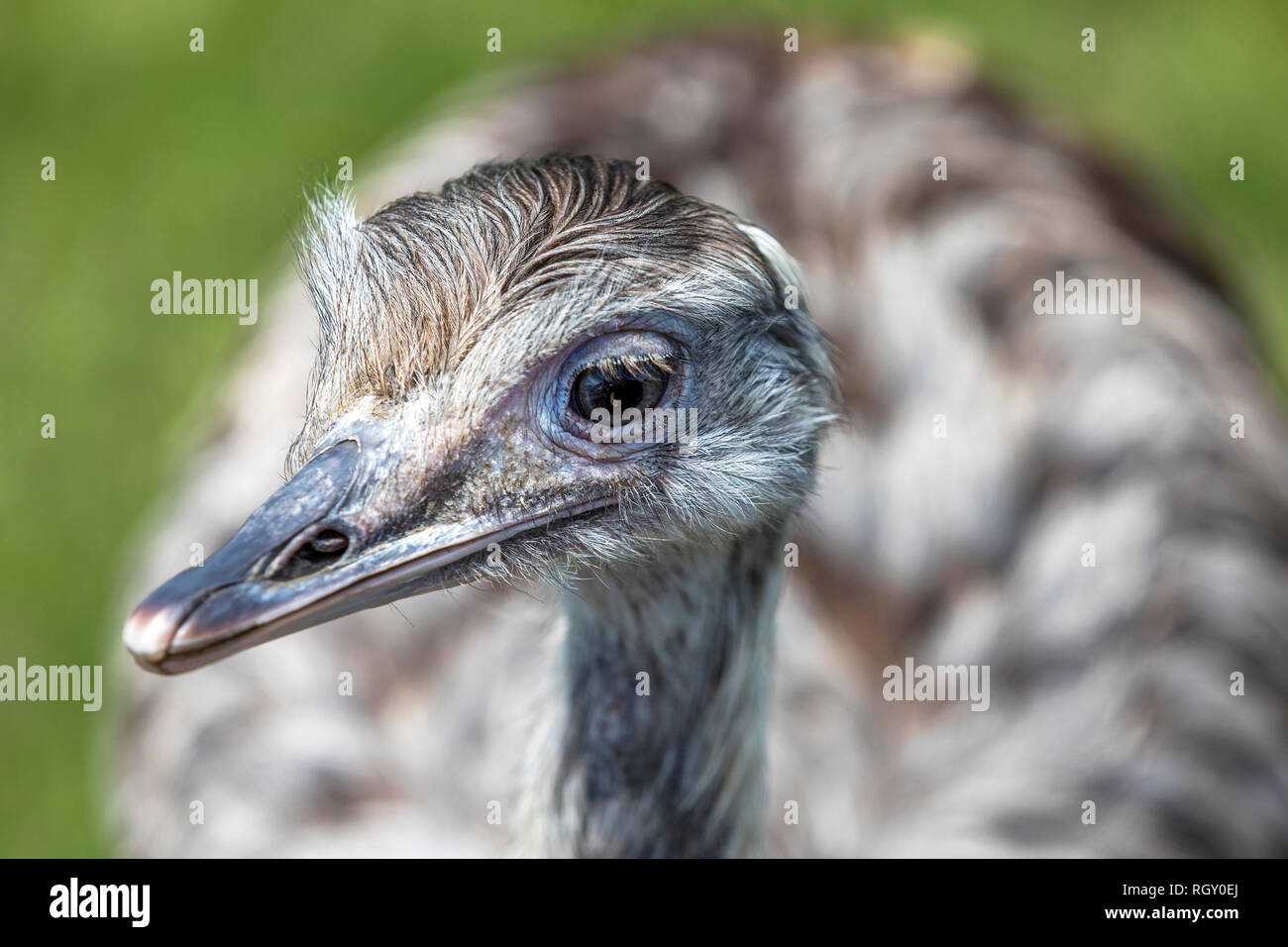 Close-up portrait of a Rhea Bird on a green background at the zoo Stock ...