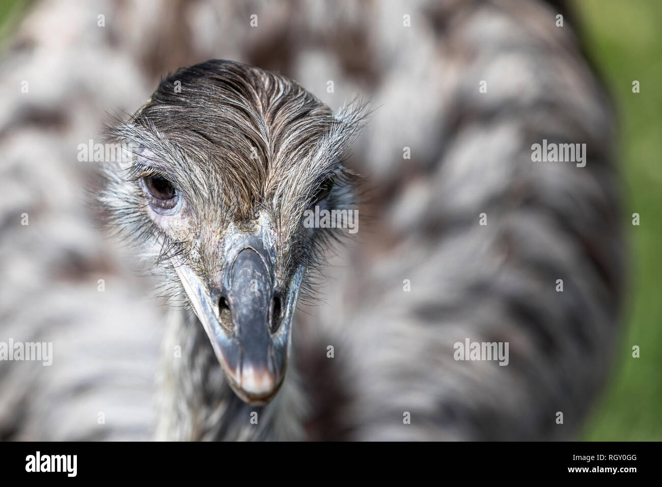 Rhea bird hi-res stock photography and images - Alamy